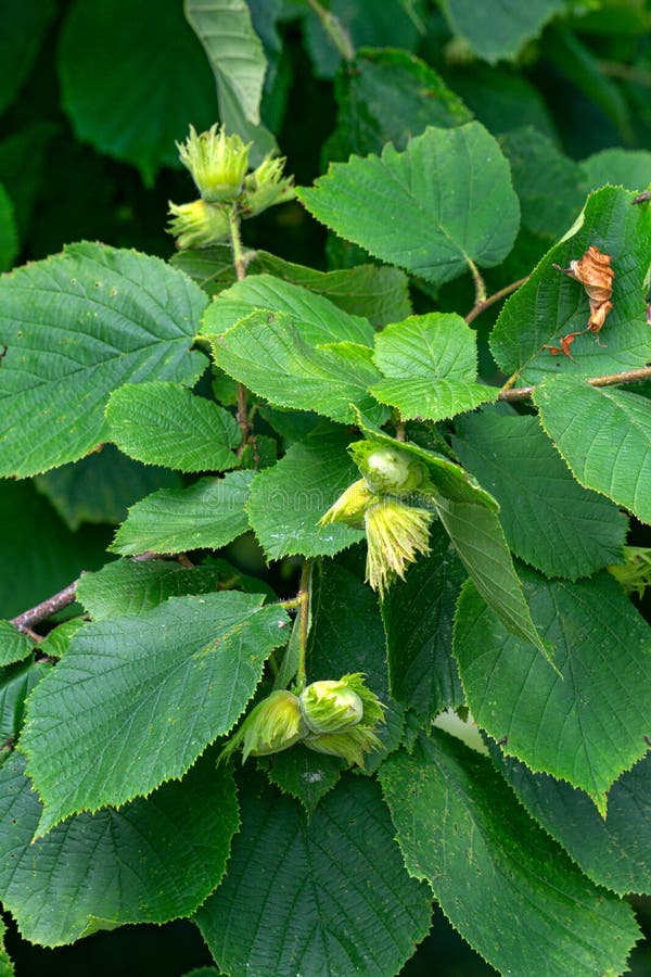 Green Unripe Hazelnuts on a Branch in the Garden. Stock Image - Image ...