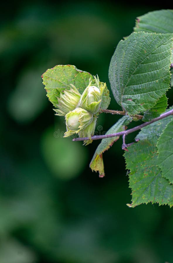 Green Unripe Hazelnuts on a Branch in the Garden. Stock Image - Image ...