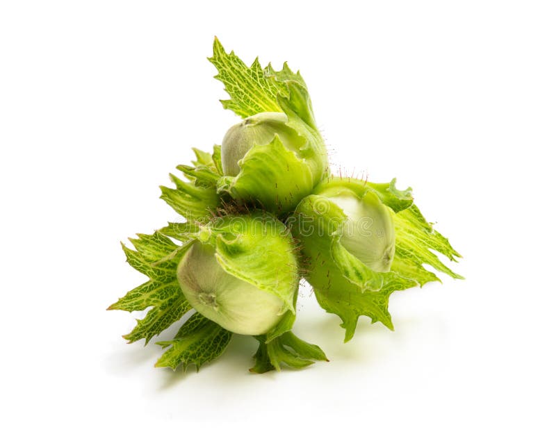 Green Hazelnut Nuts Isolated on White Stock Image - Image of background ...