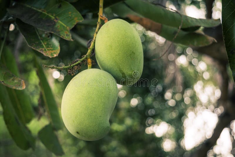 Green Unripe Mango on Mango Tree Stock Photo - Image of india, indian ...