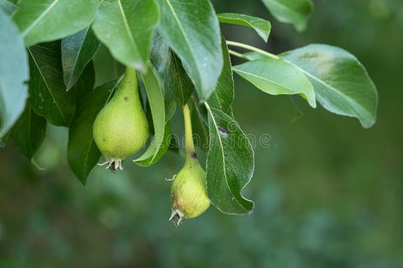 Green Unripe Pear on a Tree, Fresh Fruits. Stock Photo - Image of ...