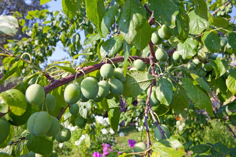 Unripe Green Plums on Tree, Stock Image - Image of bunch, ripe: 20467579