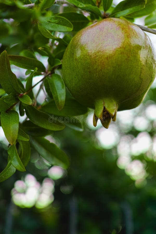 Green Unripe Pomegranates in the Tree Stock Image - Image of nature ...