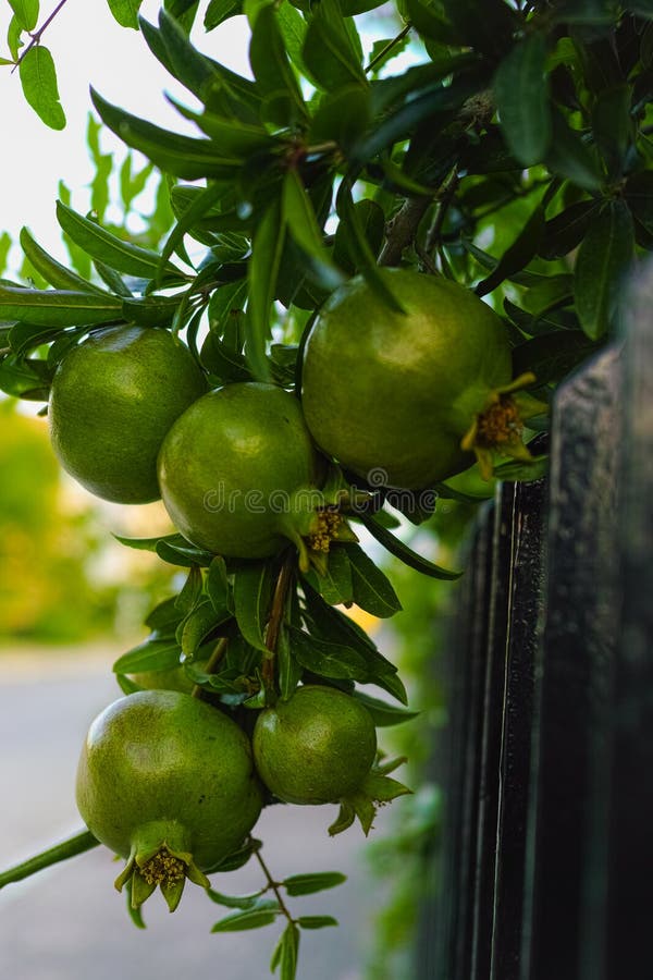 Green Pomegranate Tree with Red Unripe Fruits Ripening for New H Stock ...