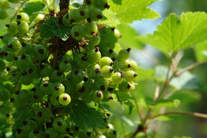 Unripe Red Currant Ribes Berry Shrub Plant Stock Photos - Free ...