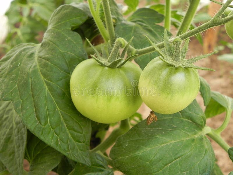 Green Unripe Tomatoes on a Branch in the Garden Stock Image - Image of ...
