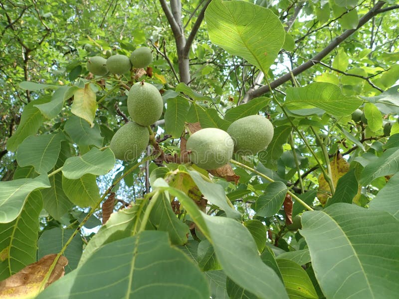 Green Unripe Wallnuts on a Tree Branch Stock Image - Image of nutrition ...