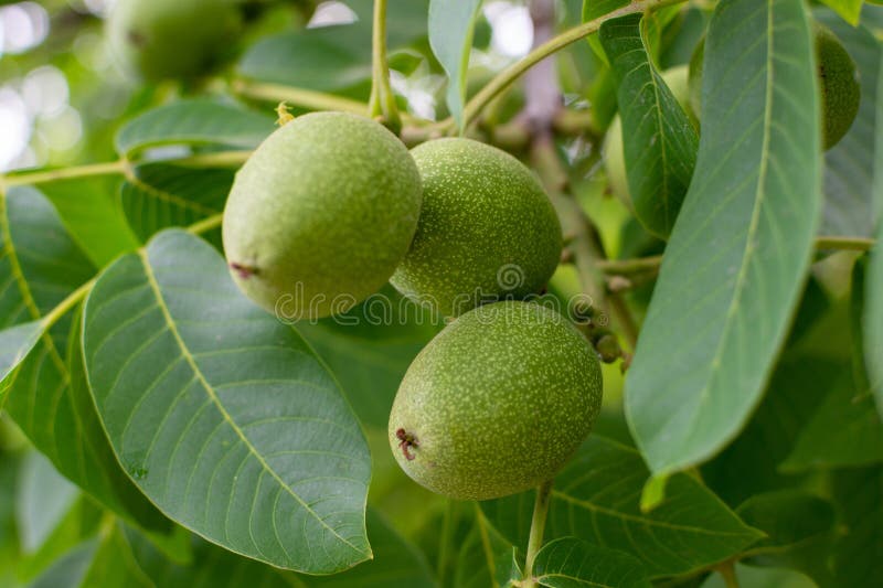Green Unripe Walnut Growing on Tree Branch Stock Photo - Image of ...