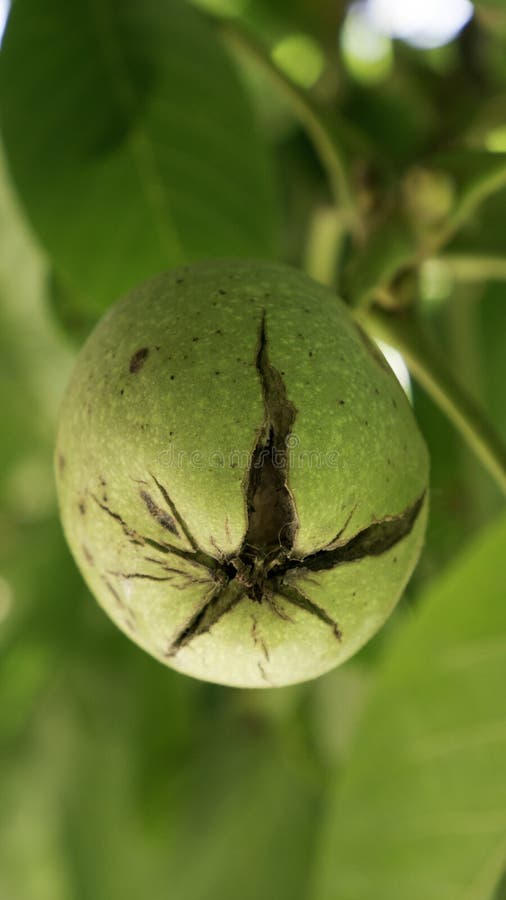 Green Unripe Walnuts Hang on a Branch. Ripe Nuts of a Walnut Tree ...