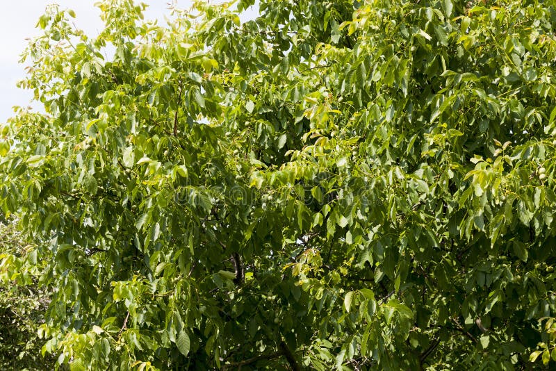 Green Unripe Walnuts in the Summer Stock Photo - Image of green ...