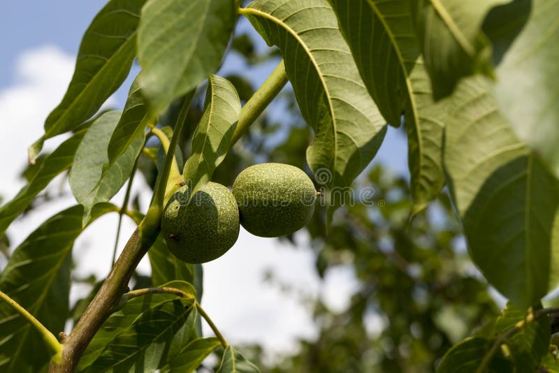Green Unripe Walnuts in the Summer Stock Image - Image of nuts ...