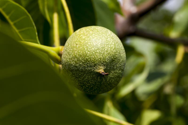 Green Unripe Walnuts in the Summer Stock Image - Image of natural ...