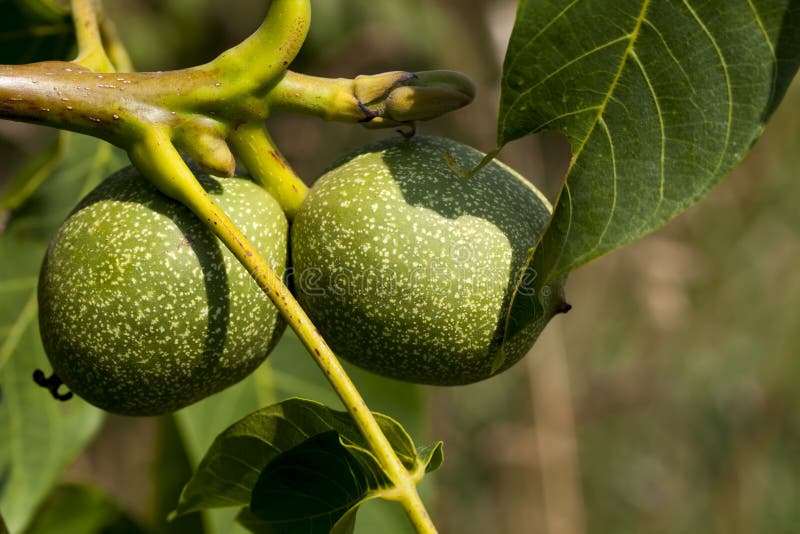 Green Unripe Walnuts in the Summer Stock Photo - Image of natural, leaf ...