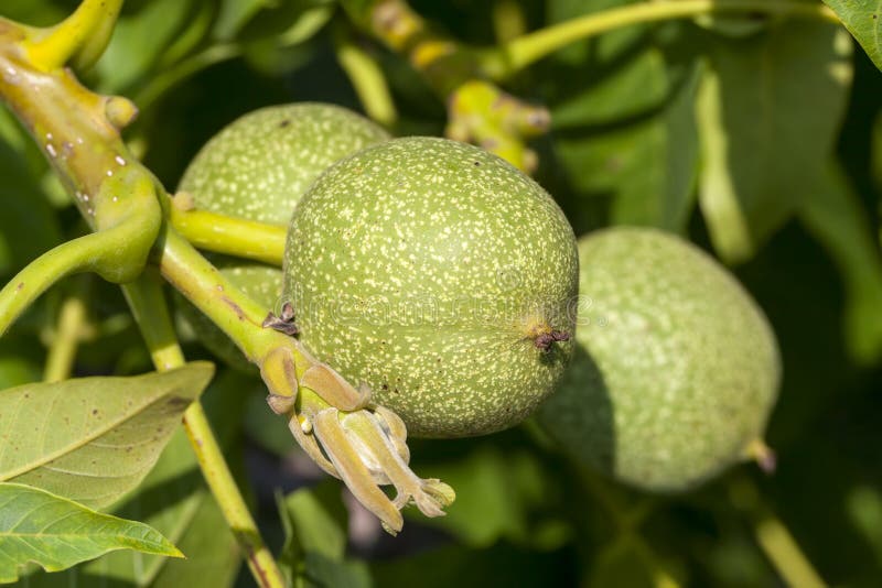 Green Unripe Walnuts in the Summer Stock Photo - Image of natural ...