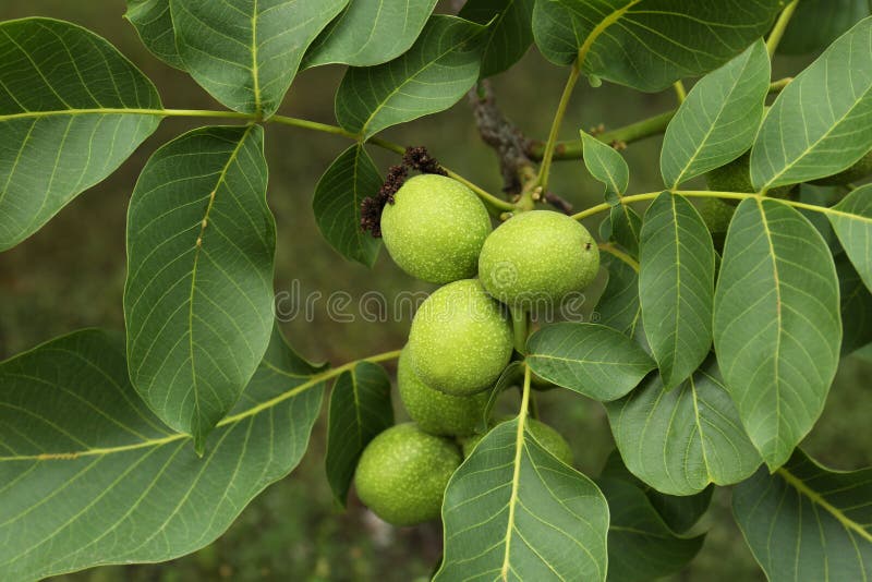 Green Unripe Walnuts on Tree Branch, Closeup Stock Photo - Image of ...