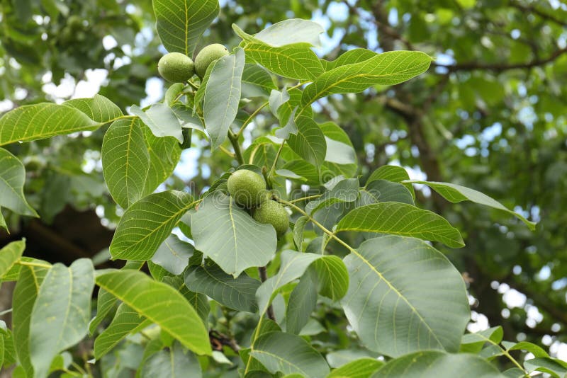 Green Unripe Walnuts on Tree Branch Outdoors, Bottom View Stock Image ...