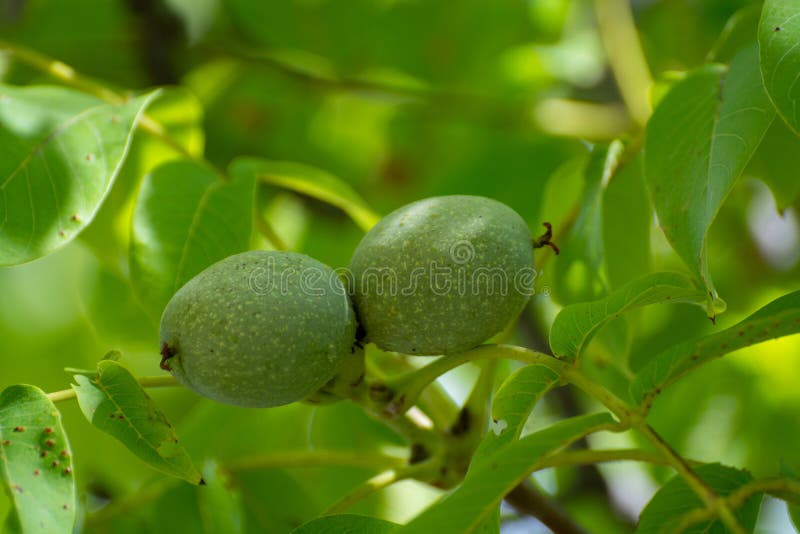 Green Unripe Walnuts on Tree in Garden Stock Photo - Image of growth ...