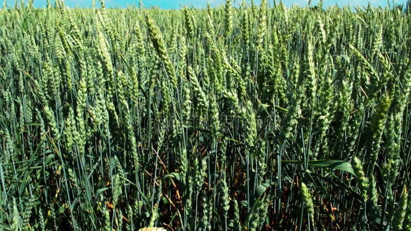 Green unripe wheat field stock video. Video of food - 312383875