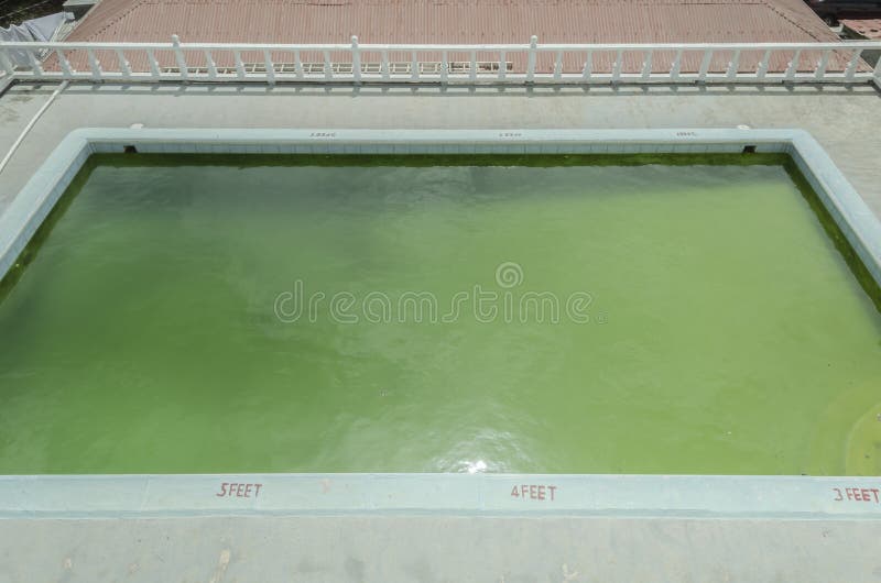 Green untreated Water stock image. Image of algae, outdoors - 248099731