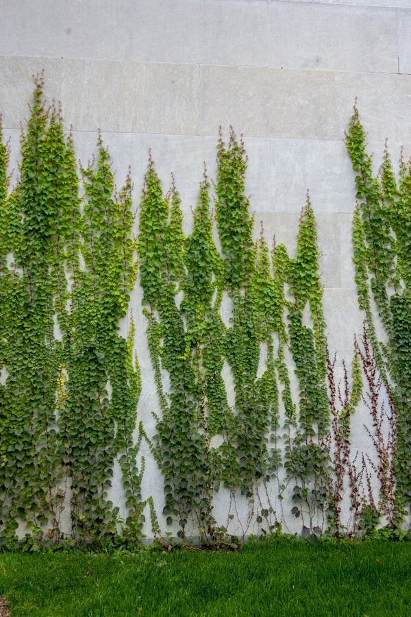 Vines Going Up The Hill In A Vineyard Near Estremoz Stock Image - Image ...