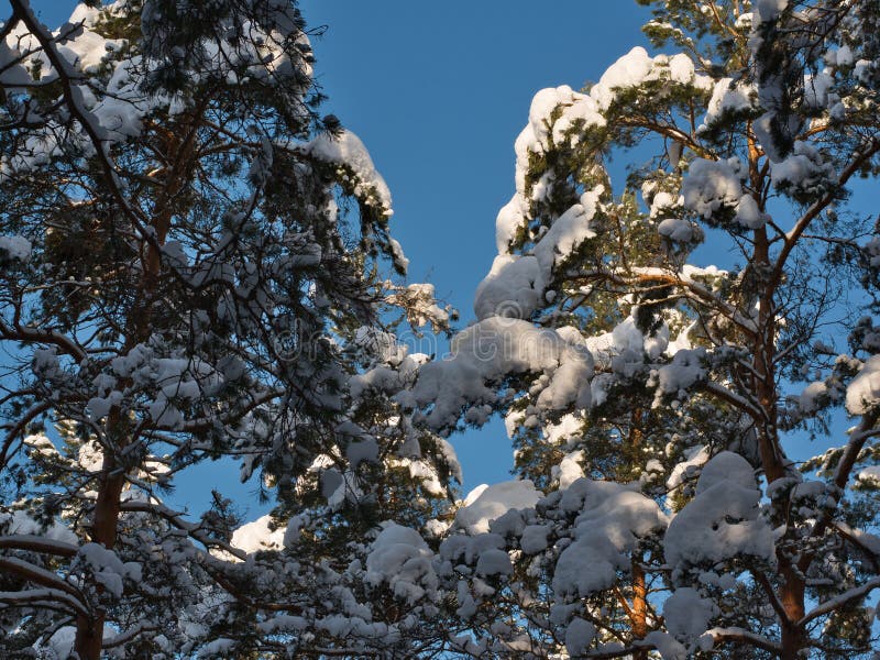 Green Upper Branches of Pine Trees Under a Layer of Dense Snow. Stock ...