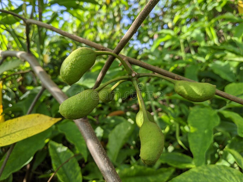 Green Uvaria Rufa Blume Plant at the Garden Stock Image - Image of ...