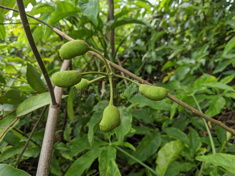 Green Uvaria Rufa Blume Plant at the Garden Stock Photo - Image of food ...