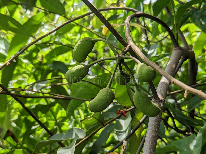 Green Uvaria Rufa Blume Plant on the Tree Stock Image - Image of tree ...