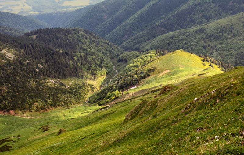 Green valey with forest stock photo. Image of backlight - 65557780