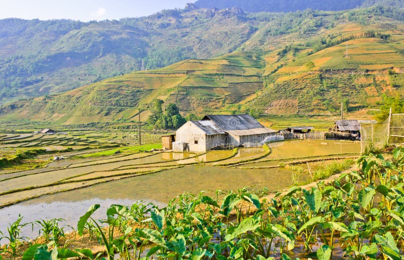 Valley Rice Field on the Harvest Season Stock Photo - Image of hanoi ...