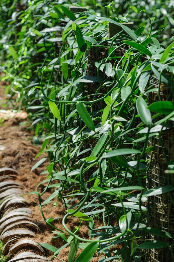 Green vanilla plants stock photo. Image of growth, leaf - 93924848
