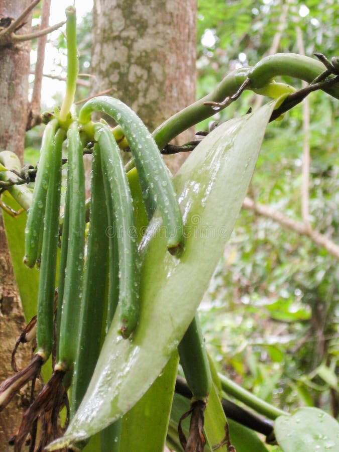 Vanilla Plant And Green Pods In The Plantation Stock Image - Image of ...