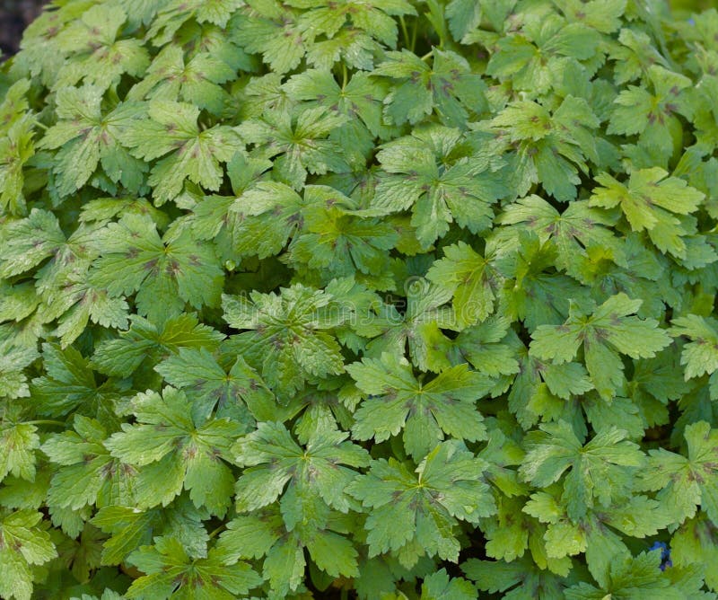 Green Variegated Geranium Leaf Background - Lush Image Stock Image ...