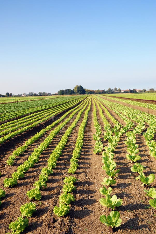 Green vegetable stock photo. Image of organic, scene - 17171472