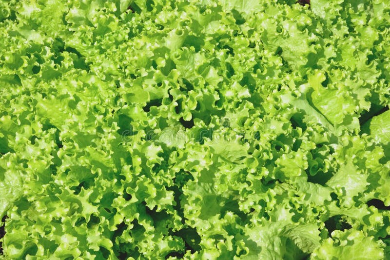 Green vegetable stock photo. Image of green, close, closeup - 18165534
