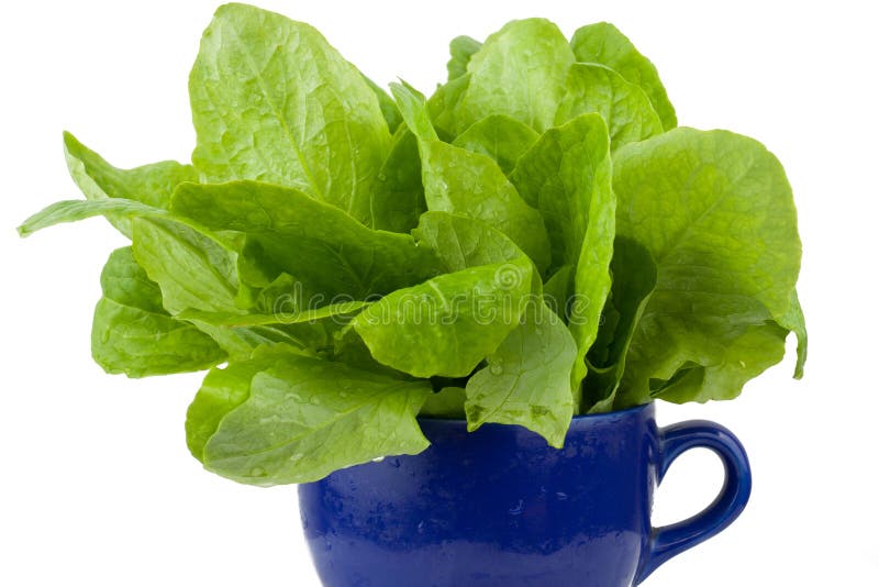 Green tea stock image. Image of east, bowl, japanese - 20348883