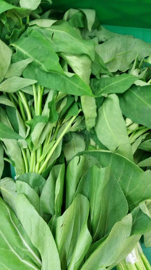 Green Vegetable Agriculture Garden Nature View Stock Photo - Image of ...