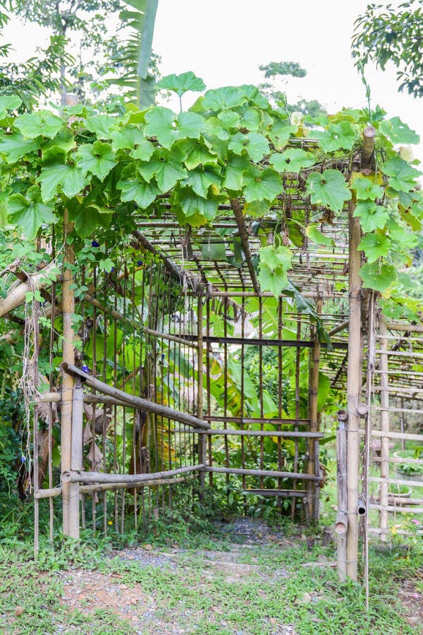 Green Vegetable Arch with Bamboo Stock Photo - Image of plant, grow ...