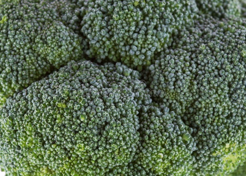 Green vegetable broccoli stock image. Image of broccoli - 45857551