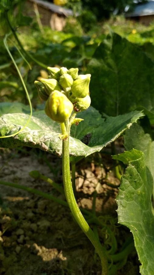 Green vegetable bud stock image. Image of growing, nature - 97222617