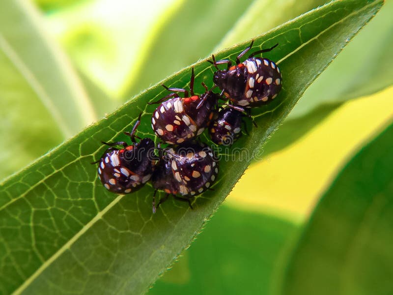 521 Young Nymphs Stock Photos - Free & Royalty-Free Stock Photos from ...