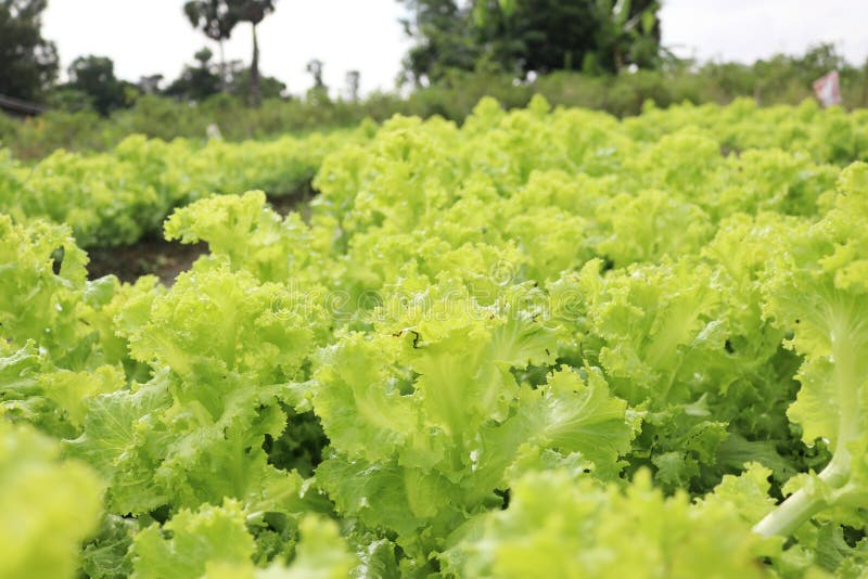 Green vegetable stock image. Image of texture, farm, agriculture - 95494129