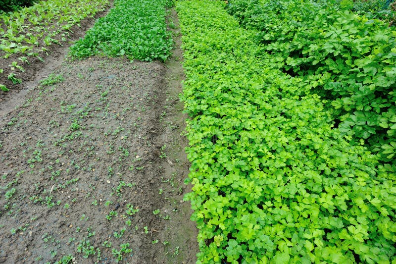 Green vegetable field stock photo. Image of soil, celery - 54272190