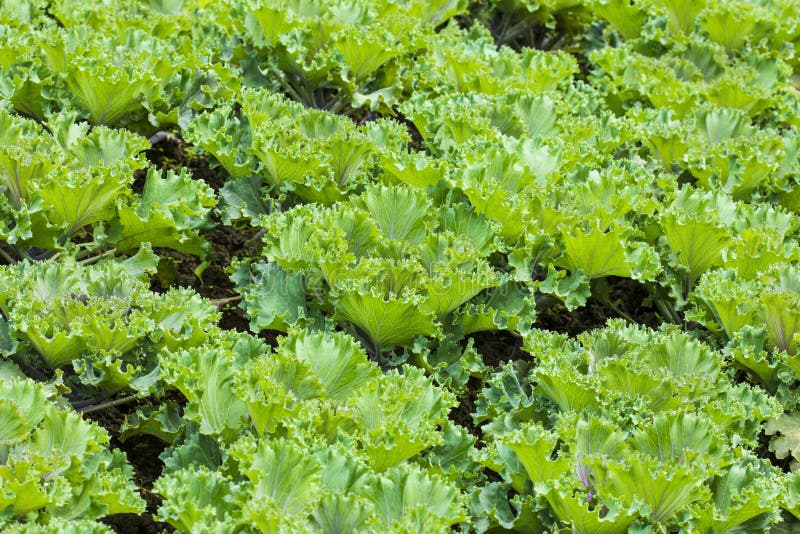 Green vegetable field stock photo. Image of leaves, dieting - 47188204