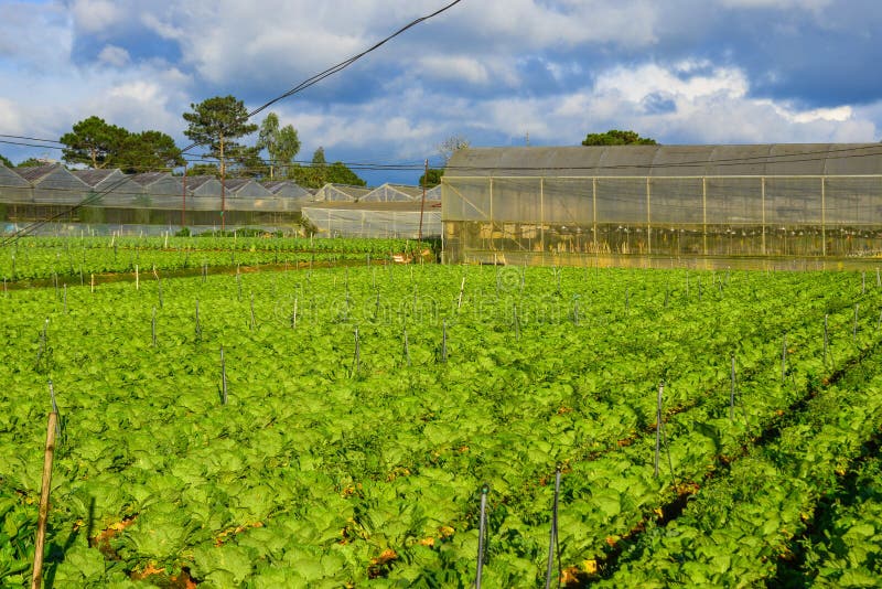 Green Vegetable Field in Sunny Day Stock Image - Image of fresh, asian ...