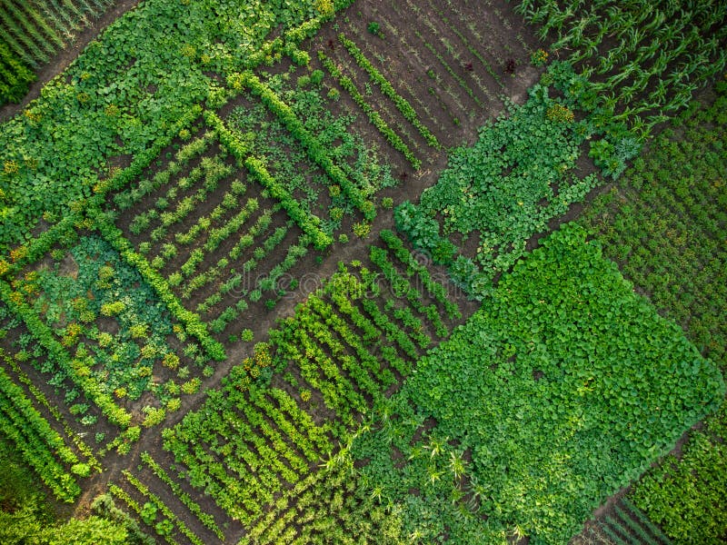 Green Vegetable Garden, Aerial View Stock Photo - Image of land ...