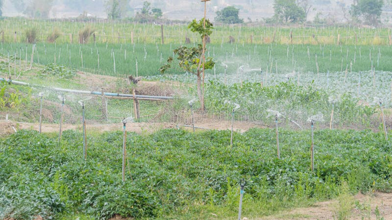 Green Vegetable Garden that Water the Stock Photo - Image of morning ...