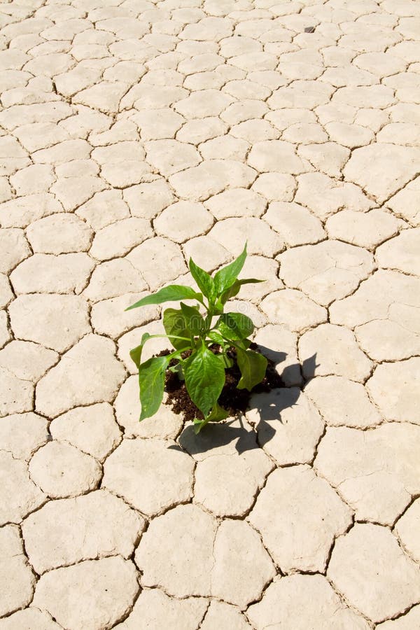 Green Vegetable Growing on Cracked Desert Ground Stock Image - Image of ...