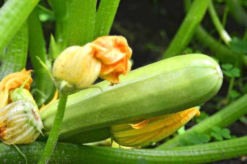 Green vegetable marrow stock photo. Image of natural - 32690502