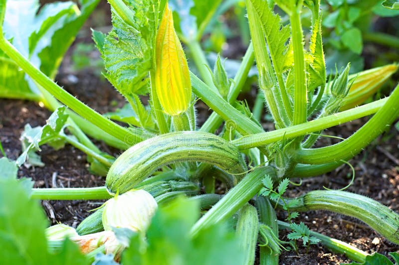 Green Vegetable Marrow Growing Stock Photo - Image of growing, nature ...
